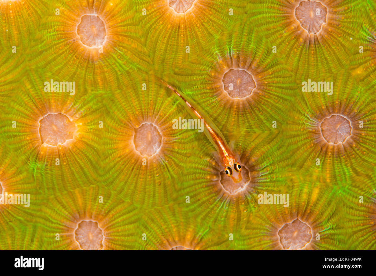 Transparent gobies hi-res stock photography and images - Alamy