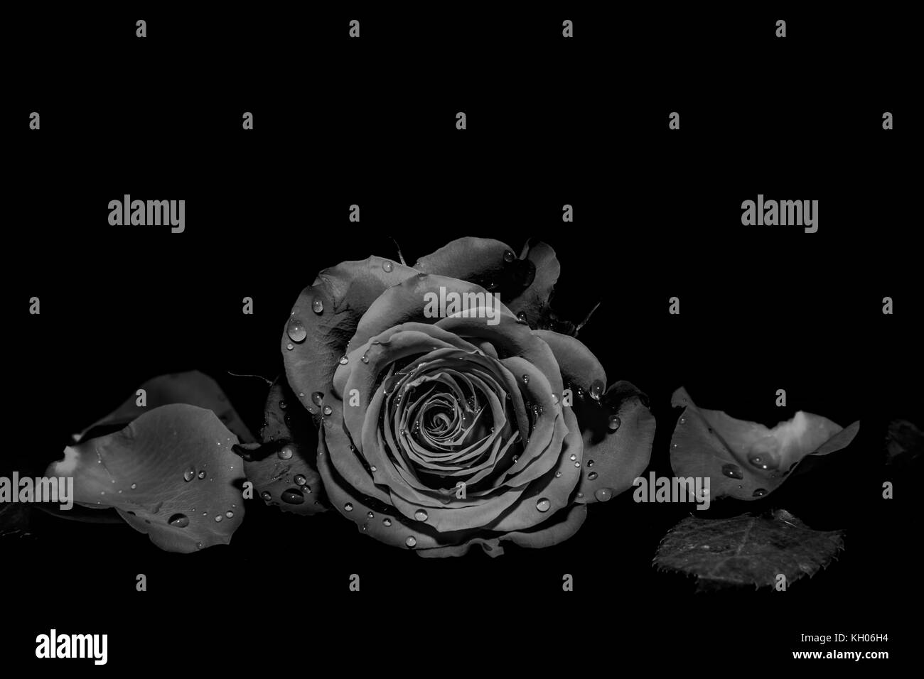 White flowers petals in Black and White Stock Photos & Images - Alamy