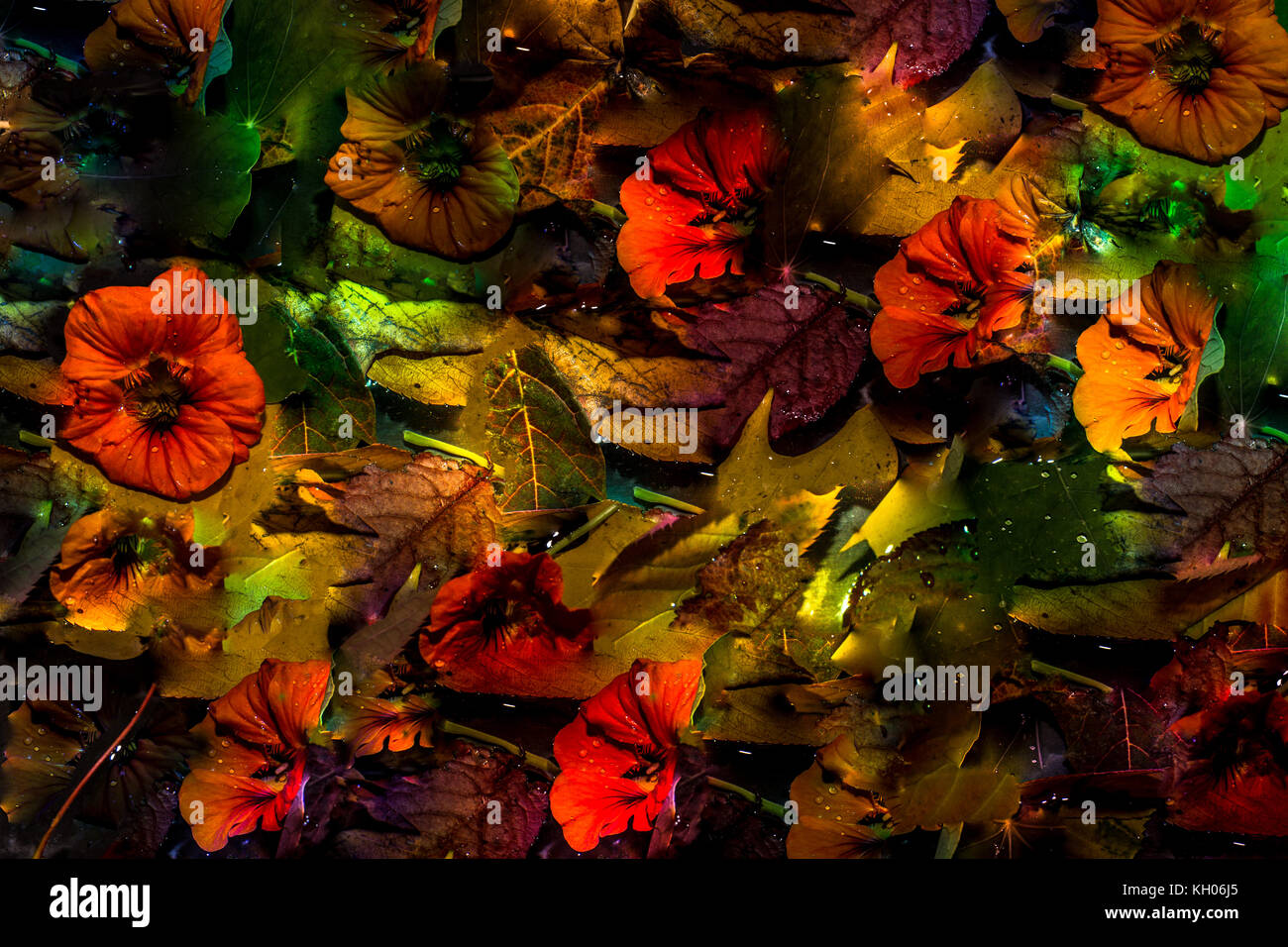 Colourful autumn abstract hi-res stock photography and images - Alamy