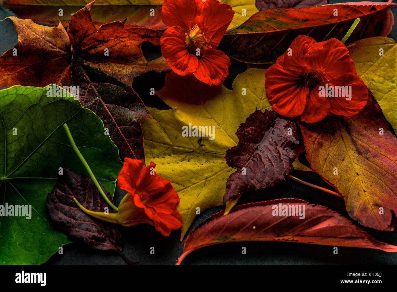 #1 Autumn Leaves Stock Photo - Alamy