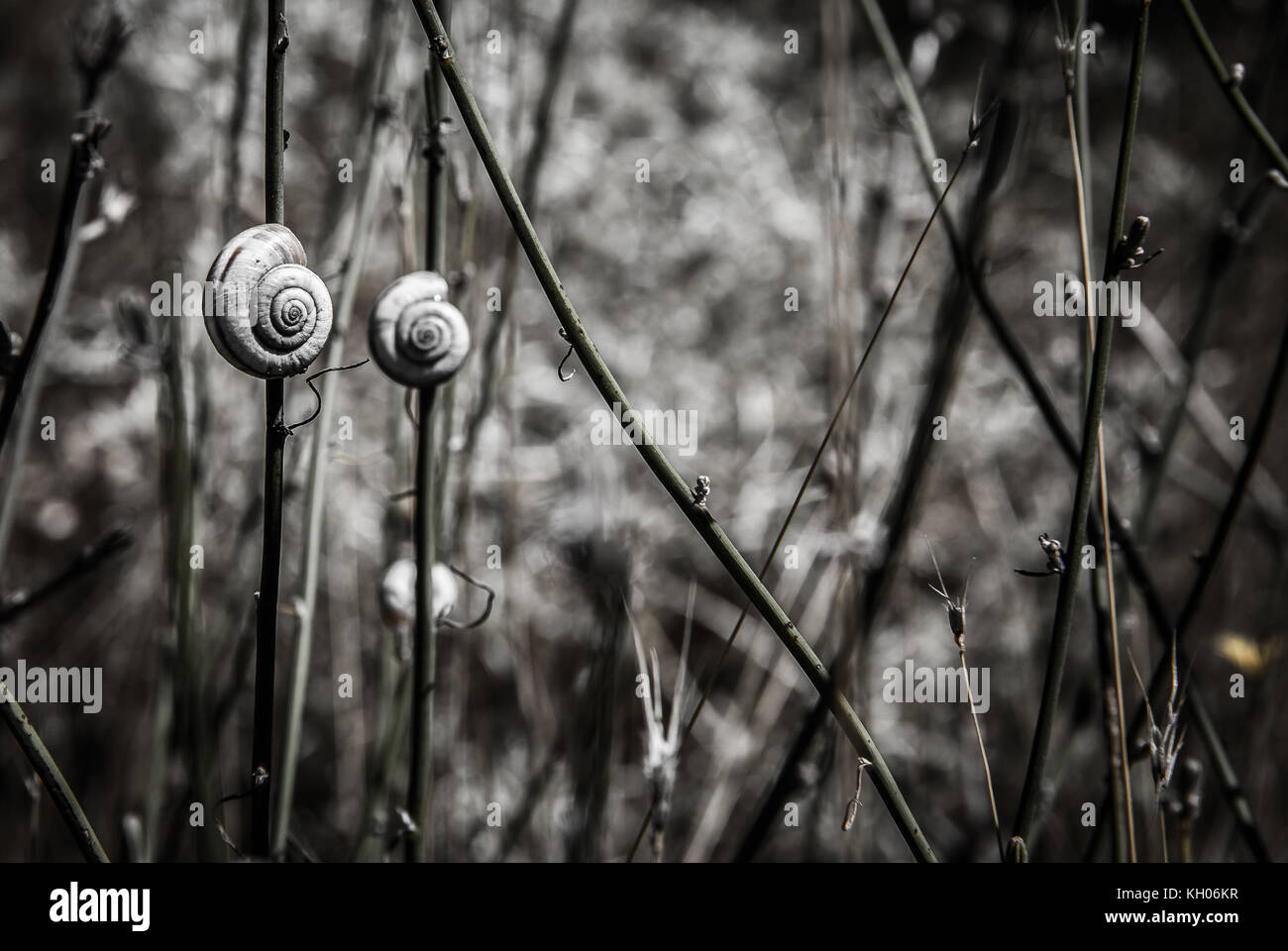 #3 Snail Shell Stock Photo - Alamy