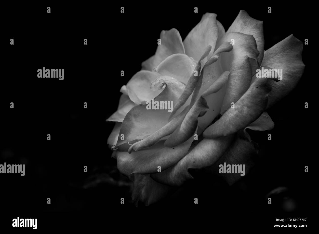 #3 White Rose Stock Photo - Alamy