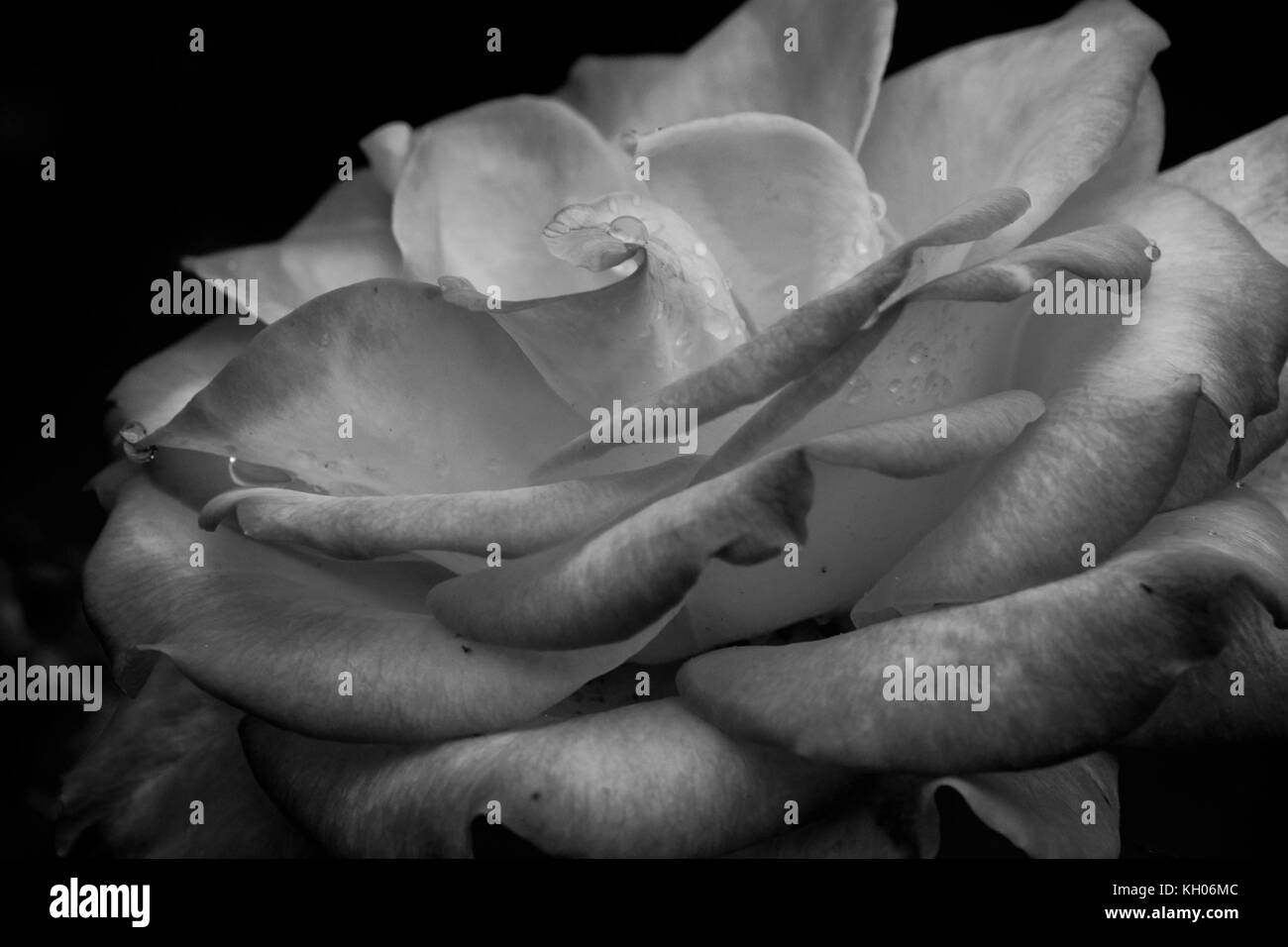 White roses garden hi-res stock photography and images - Alamy