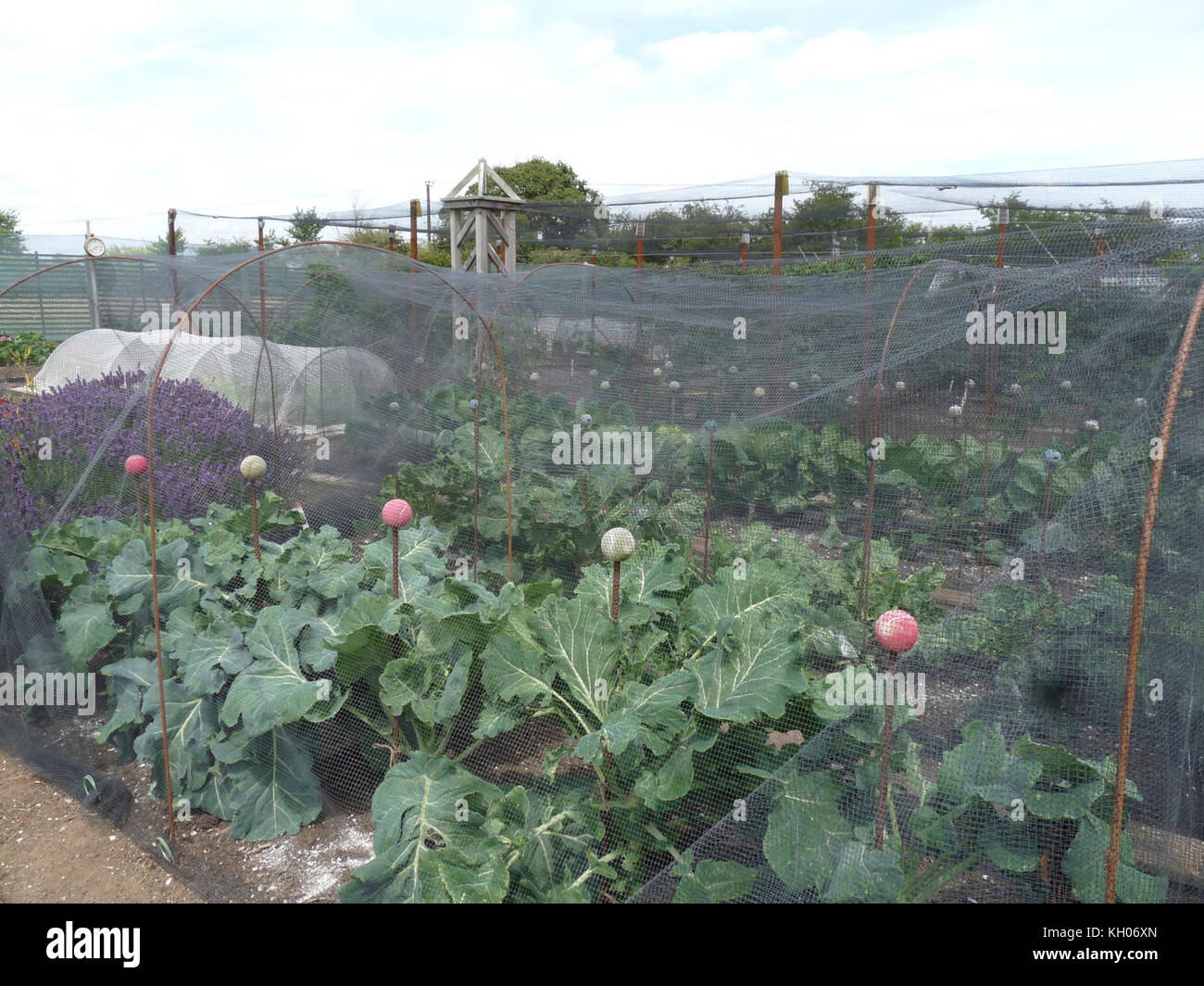 home grown vegetables in netted vegetable garden Stock Photo - Alamy