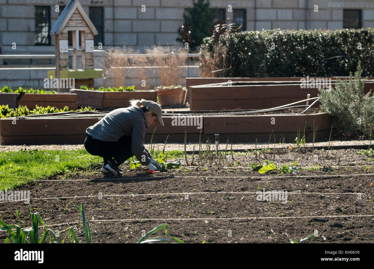 planting home grown vegetables in vegetable garden Stock Photo - Alamy