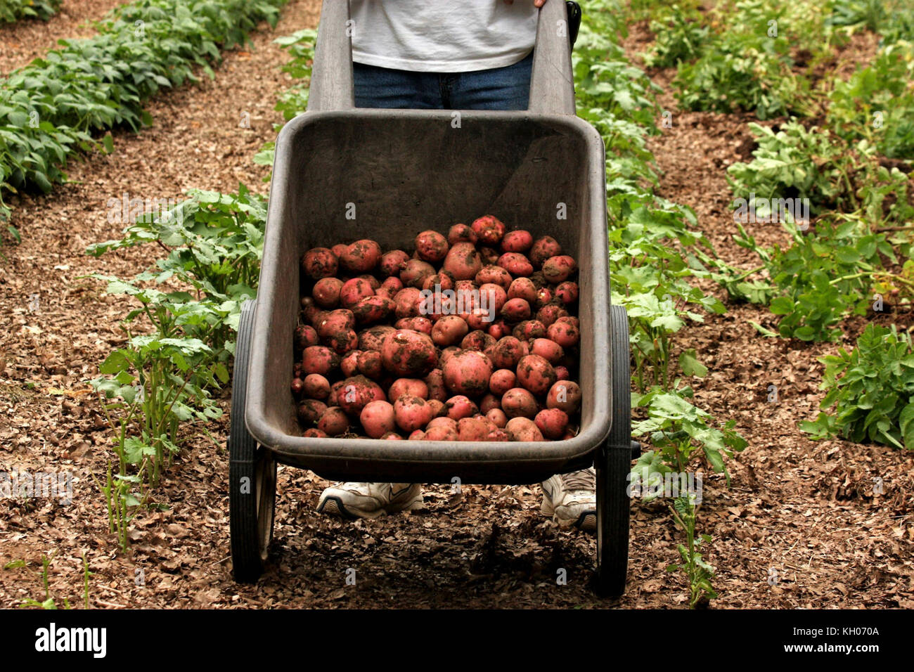 wheelbarrow load of potatoes fresh from garden Stock Photo - Alamy