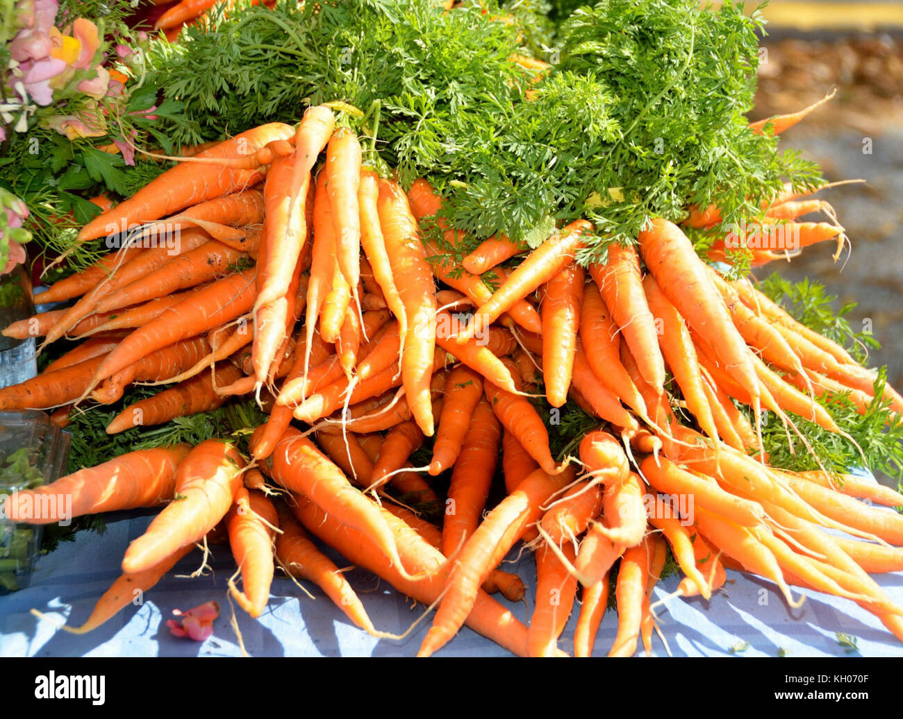 home grown carrots from vegetable garden Stock Photo - Alamy