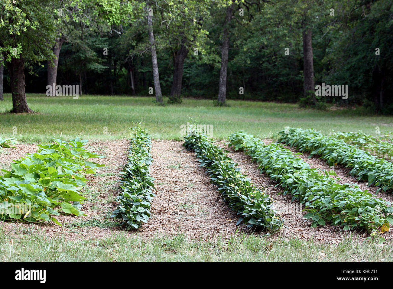 home grown vegetables in vegetable garden Stock Photo - Alamy
