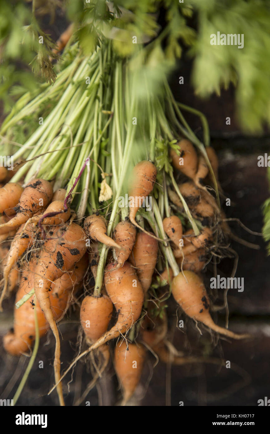 home grown organic carrots from vegetable garden Stock Photo - Alamy