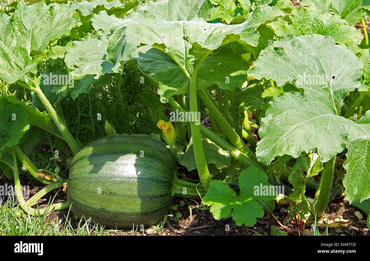 home grown organic squash in vegetable garden Stock Photo - Alamy