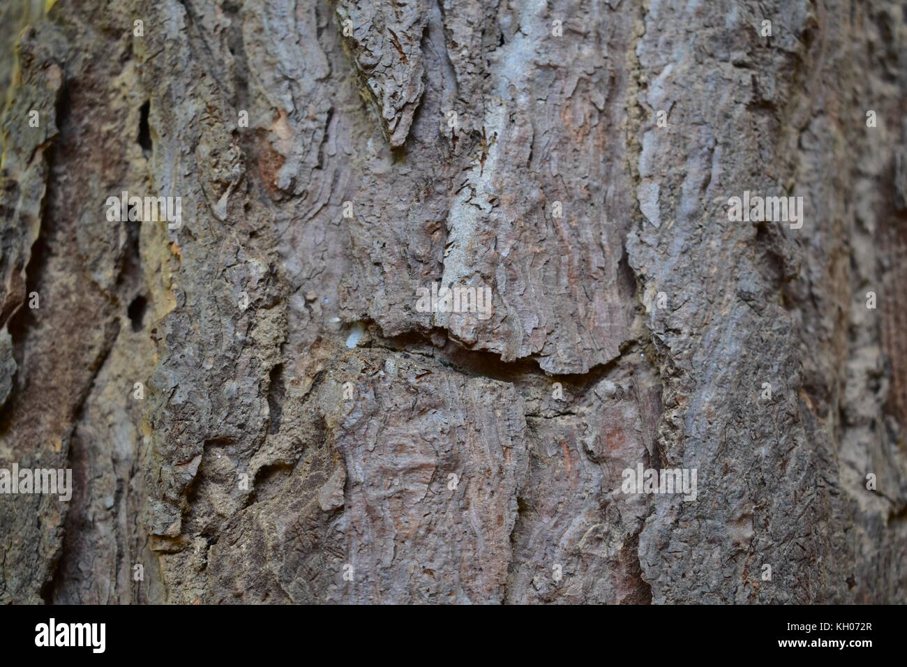 Closeup of pine tree bark Stock Photo - Alamy