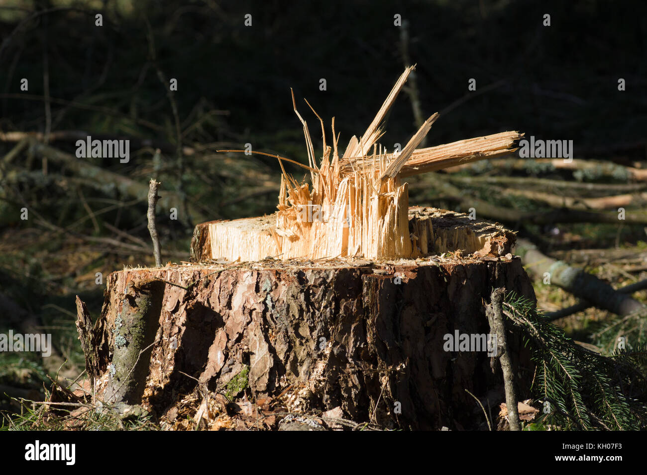 Stumps from felled trees in a pine forest Stock Photo - Alamy