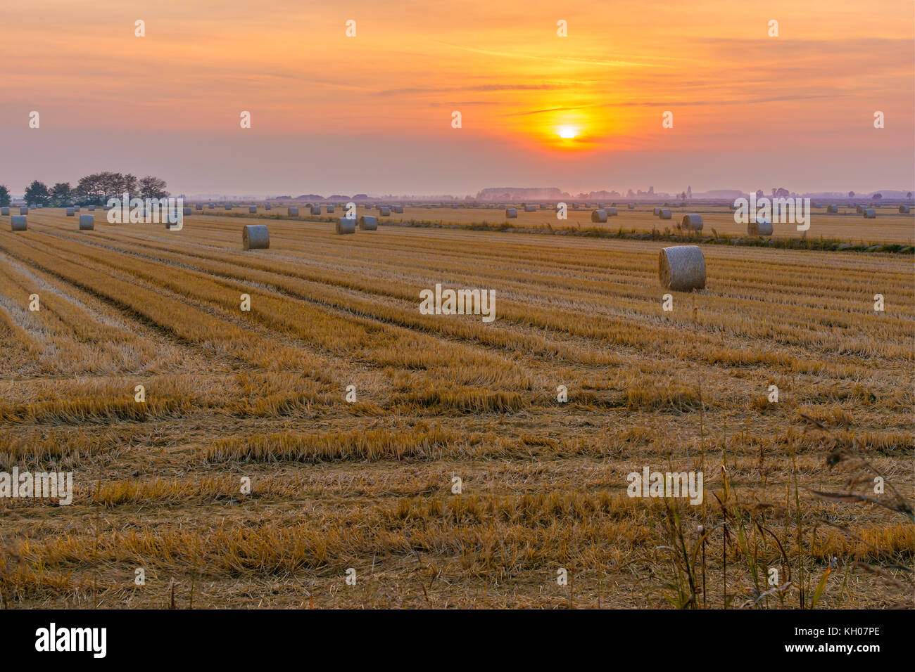stretching of hay bales in cylinder form, in a cereal field, during a ...