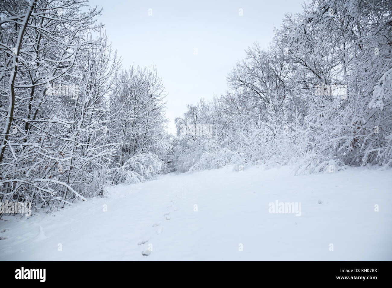 Beautiful winter snowy landscape in the park Stock Photo - Alamy