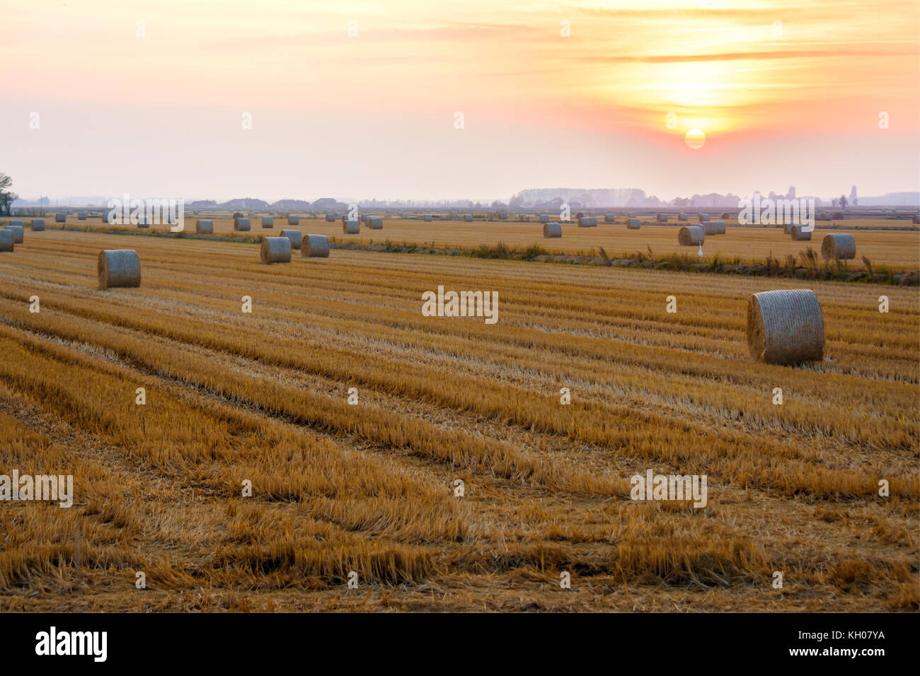 stretching of hay bales in cylinder form, in a cereal field, during a ...