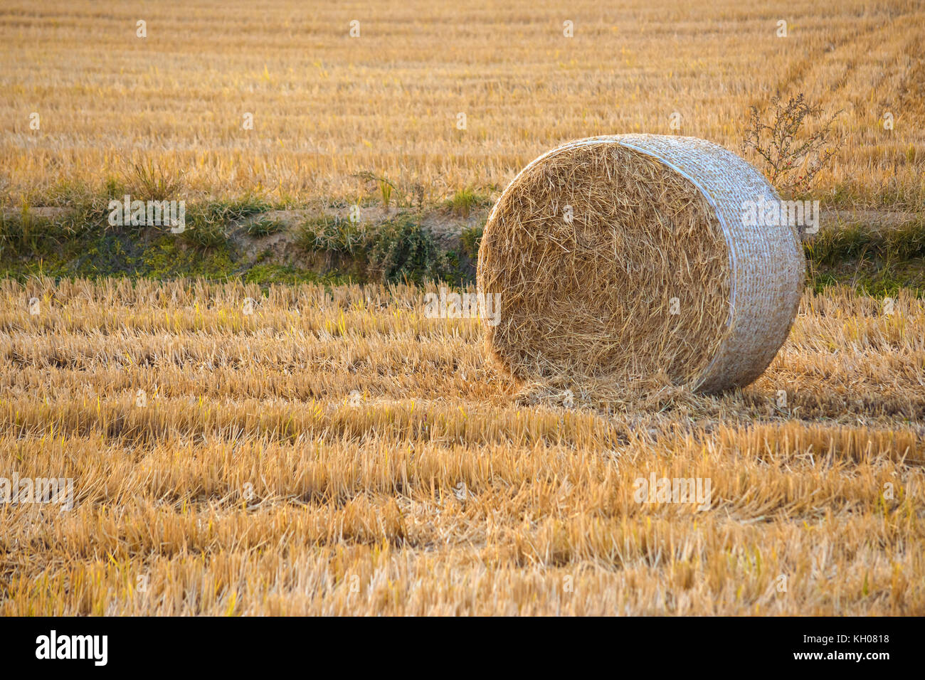 bale of lonely hay, shaped like a cylinder, in an arid wheat field ...
