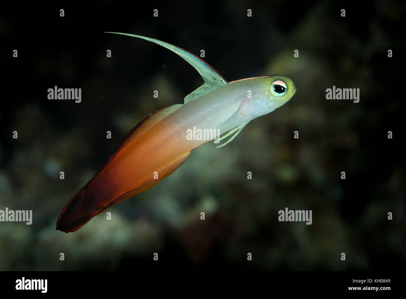 Black Gobies High Resolution Stock Photography and Images - Alamy