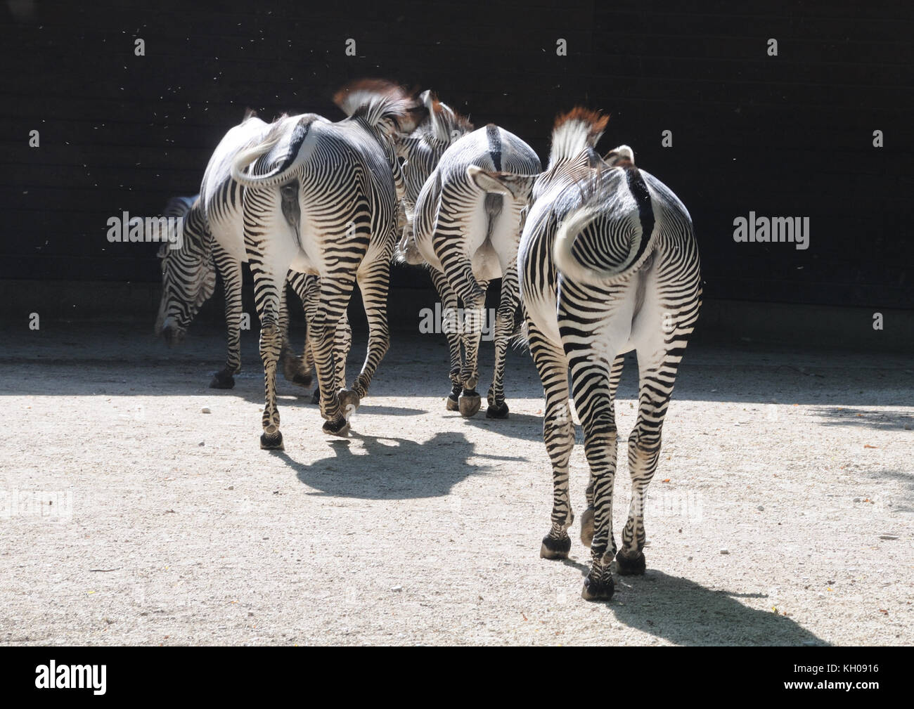 Grevy s zebra hi-res stock photography and images - Alamy