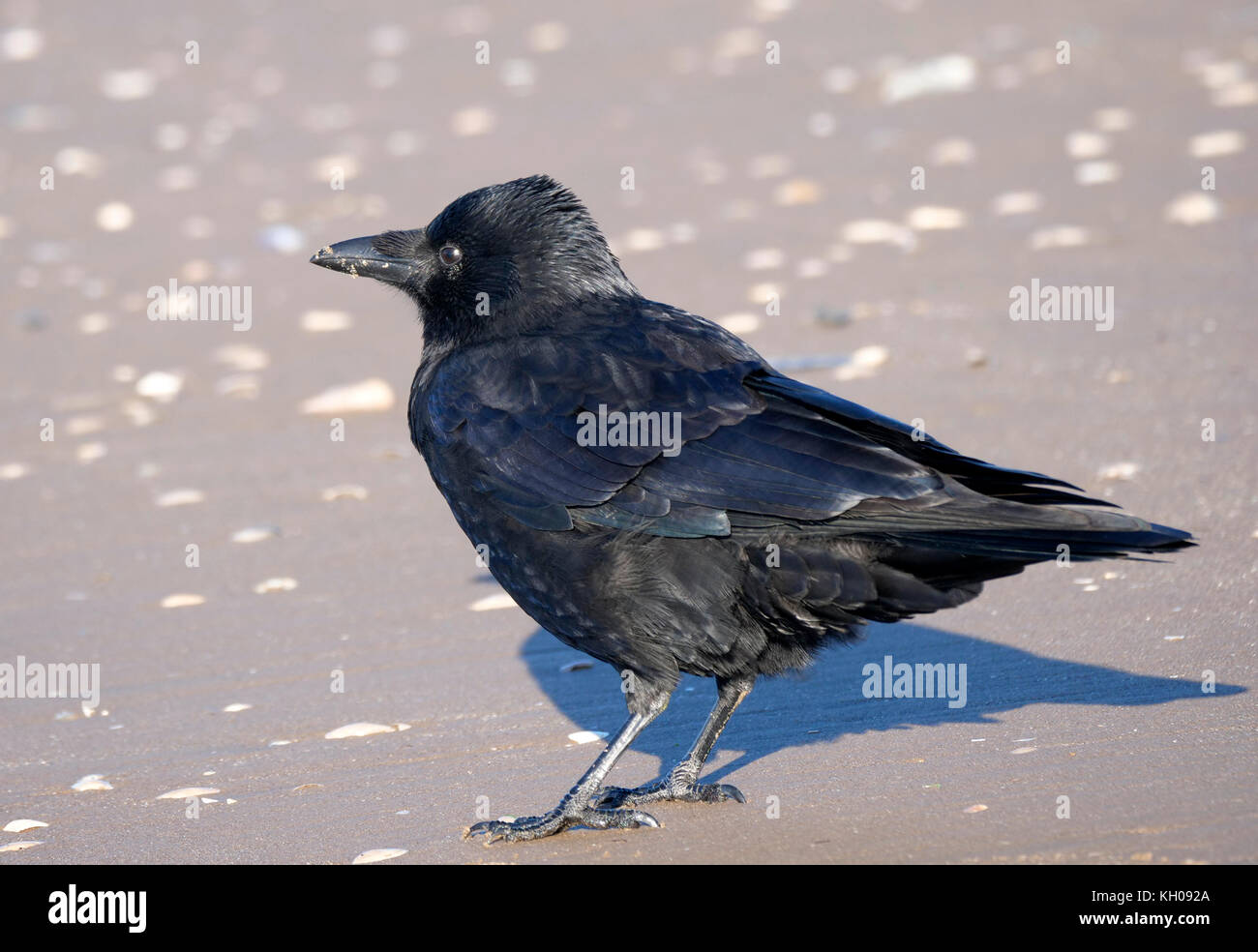 Common crow on the beach Stock Photo - Alamy