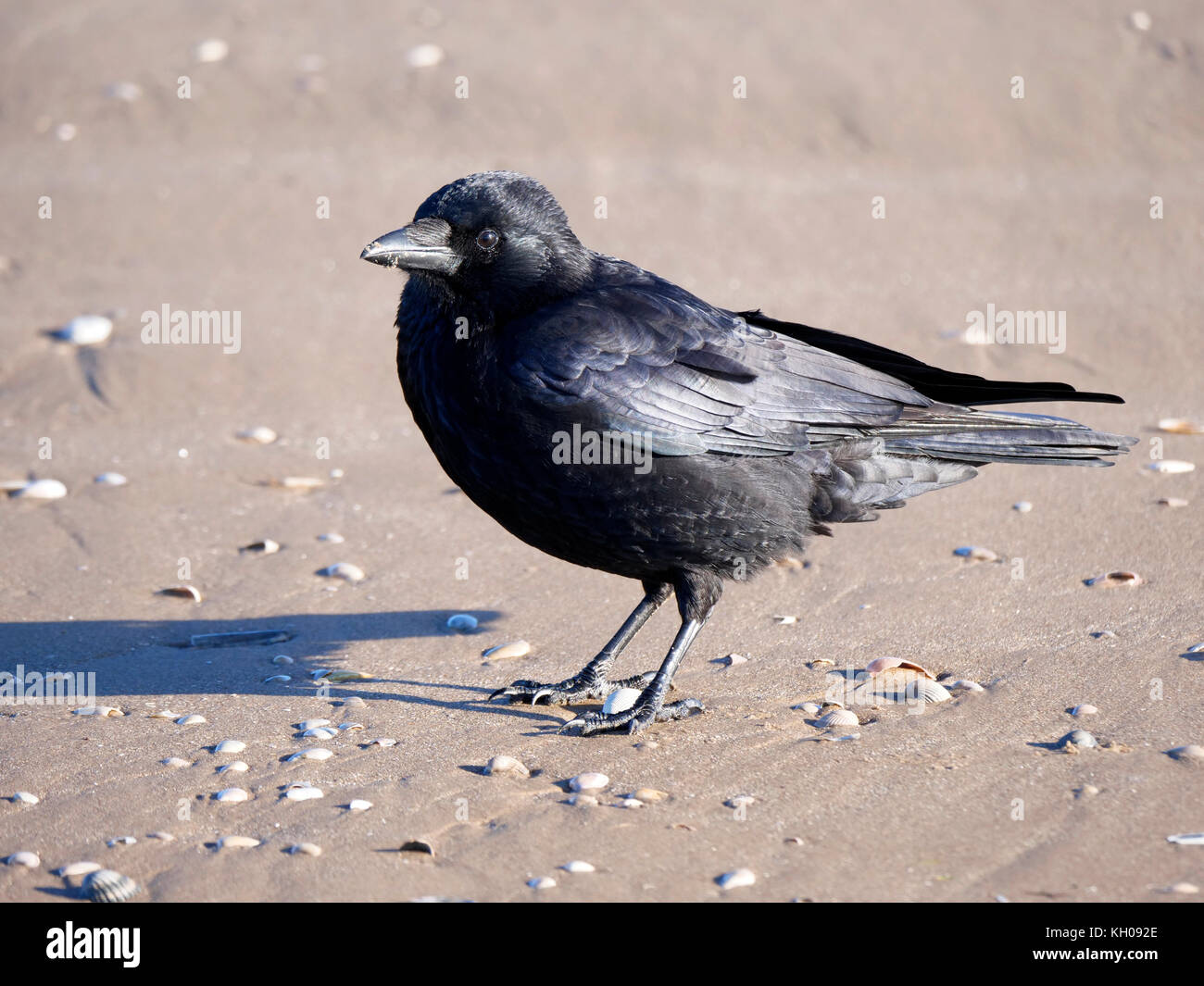 Common crow on the beach Stock Photo - Alamy