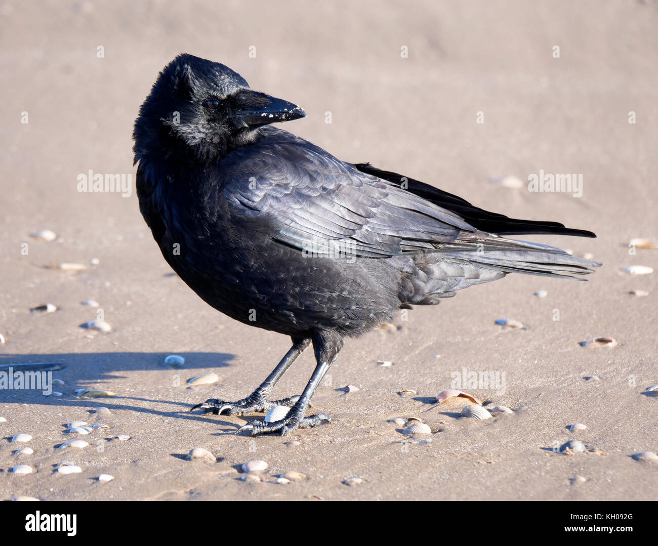 Common crow on the beach Stock Photo - Alamy