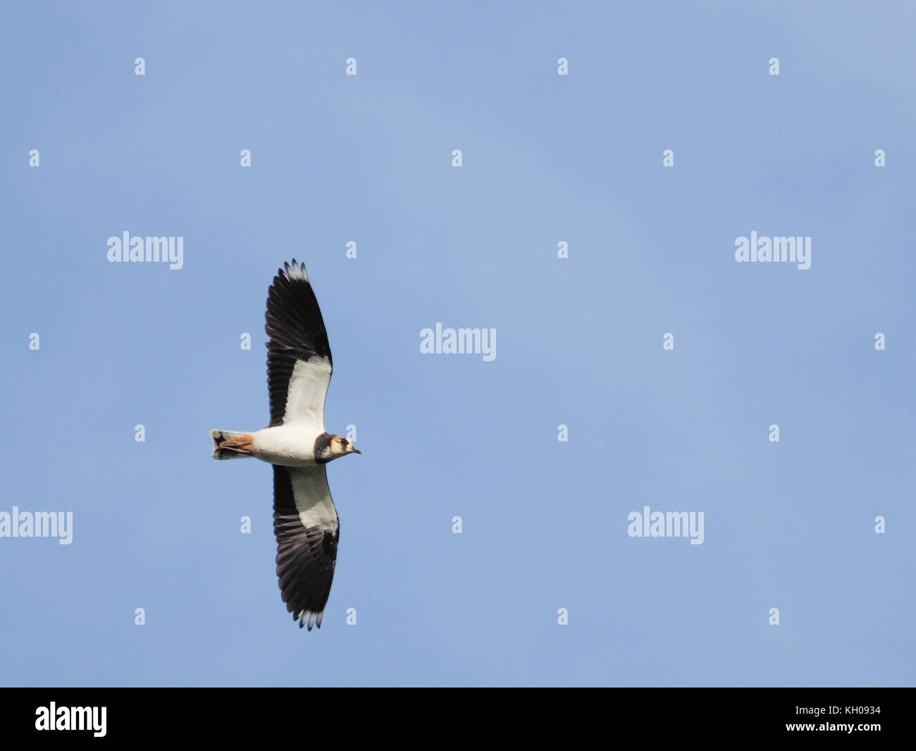 A Lapwing in flight Stock Photo - Alamy
