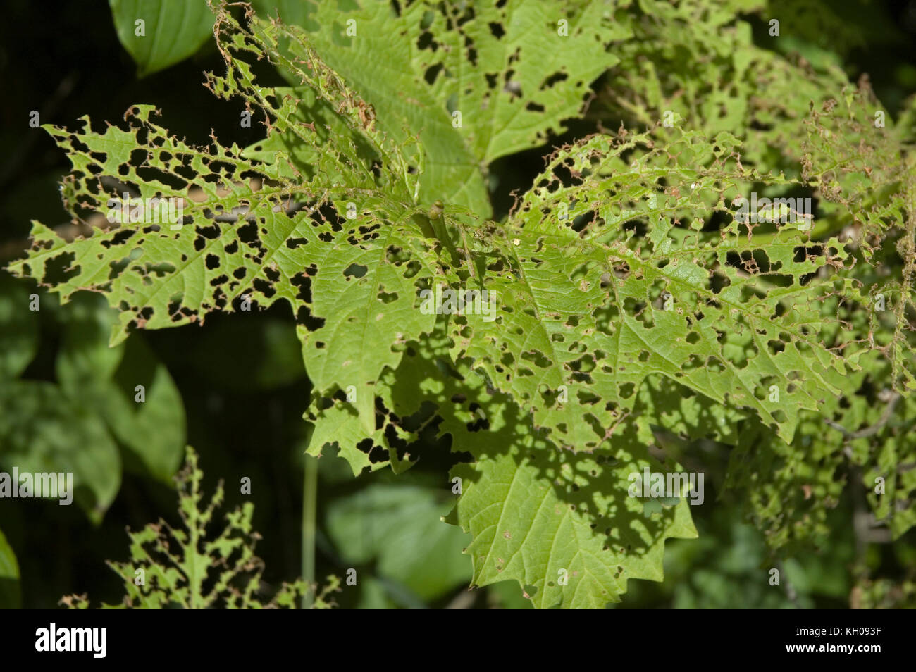 damage at maple leaves caused by larvae Stock Photo - Alamy