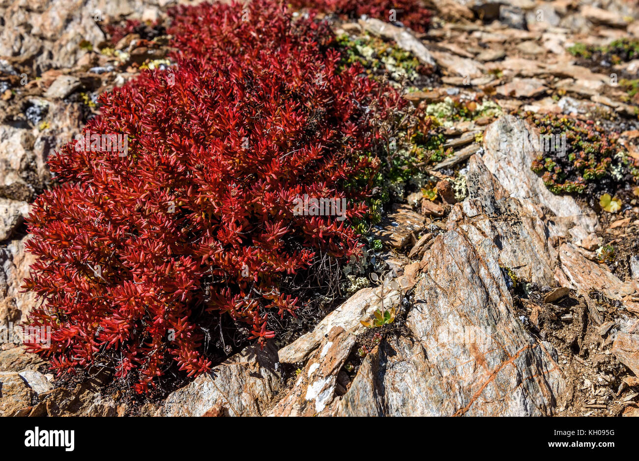 Beautiful floral natural background with red exotic flowers Rhodiola ...