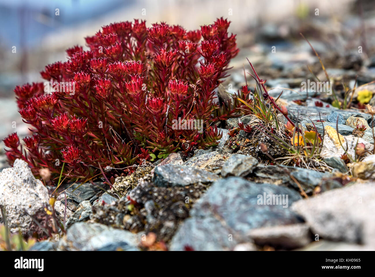 Beautiful floral natural background with red exotic flowers Rhodiola ...