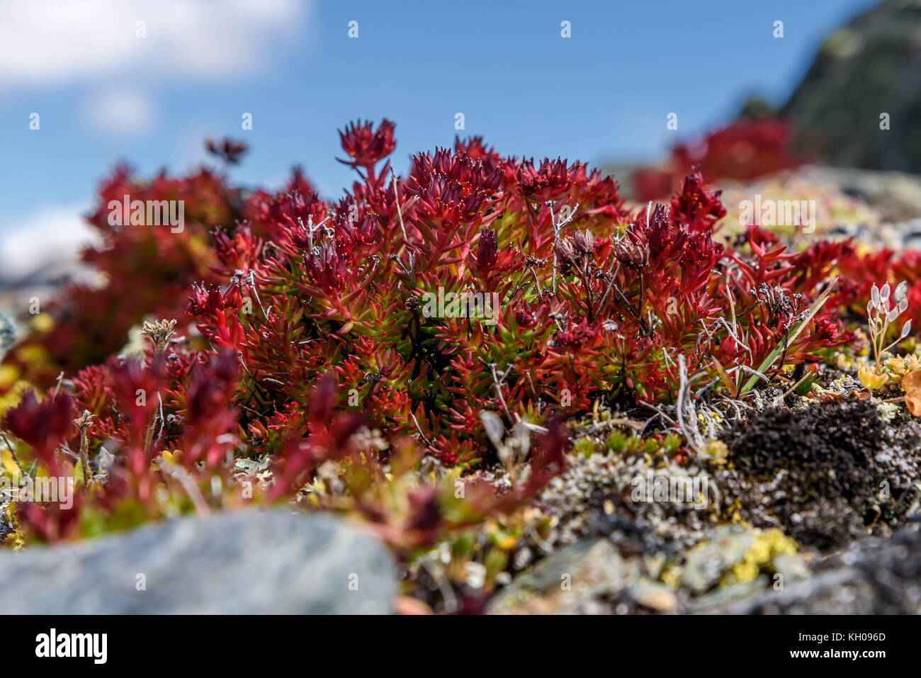 Beautiful floral background with red exotic flowers Rhodiola rosea ...