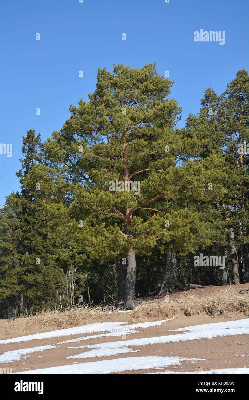 Natural spring on slope hi-res stock photography and images - Alamy
