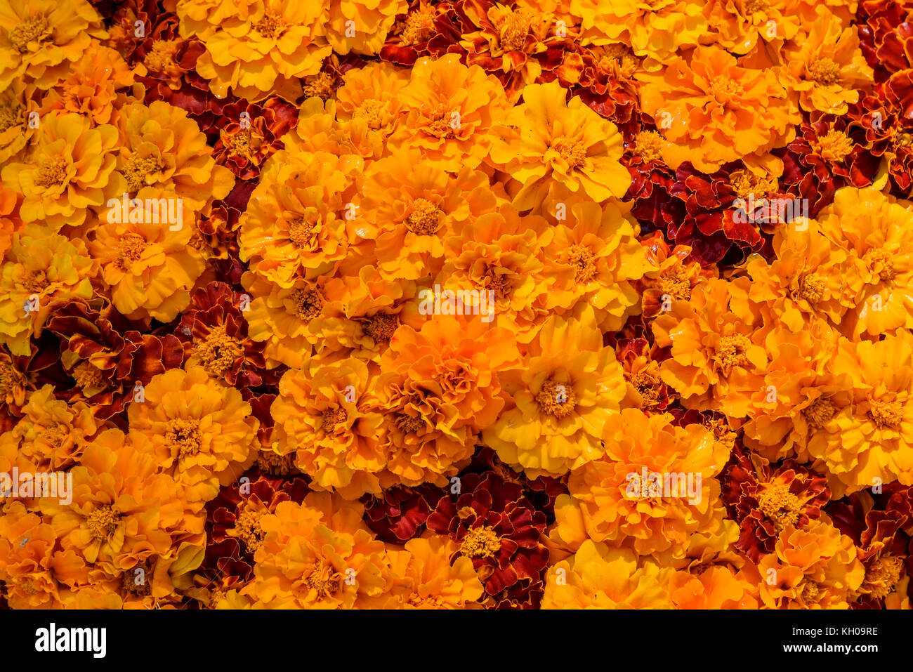Marigold flowers abstract background hi-res stock photography and ...
