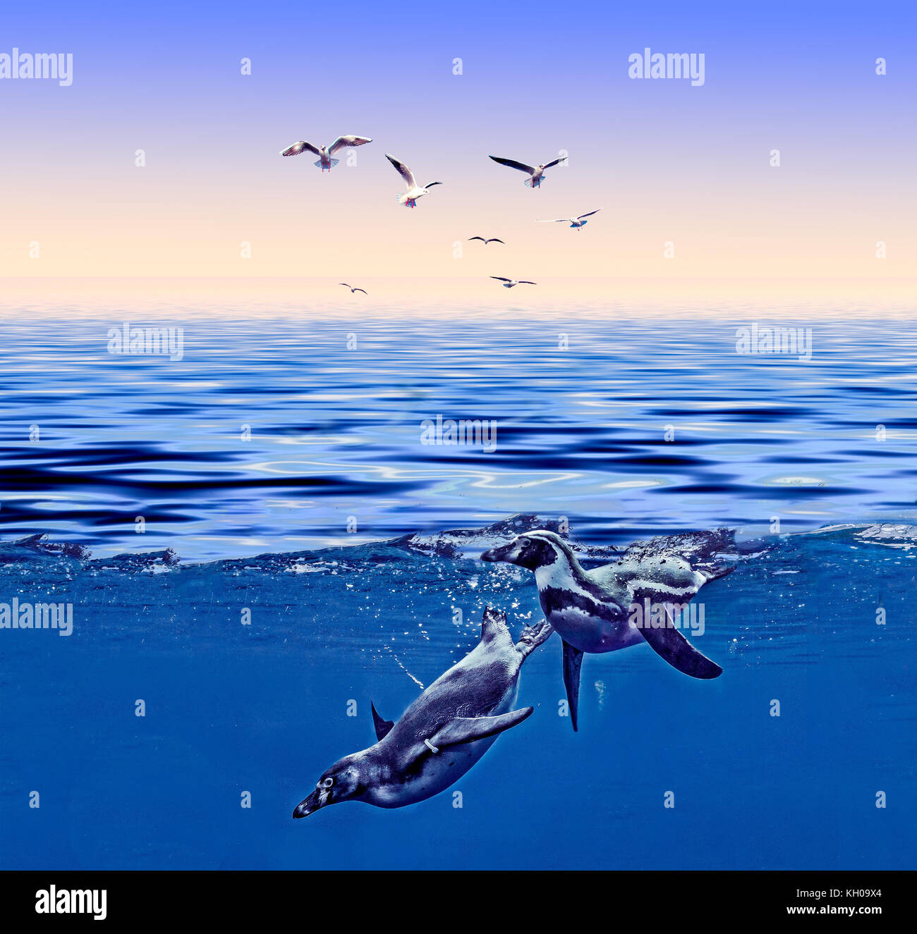 penguins diving down Stock Photo - Alamy