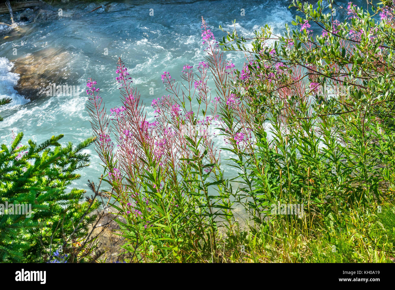 Pink Wildflowers Lake Louise Banff National Park Alberta Canada Stock ...