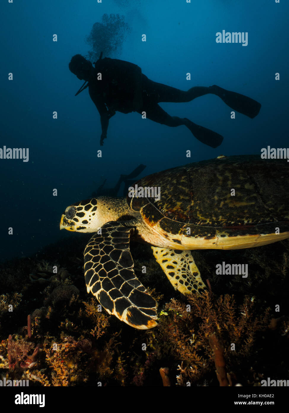 Scuba diving in Indonesia Stock Photo - Alamy