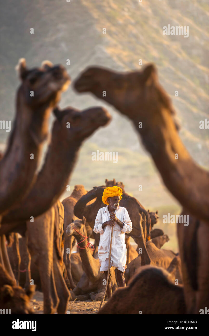 Camel wallpaper hi-res stock photography and images - Alamy
