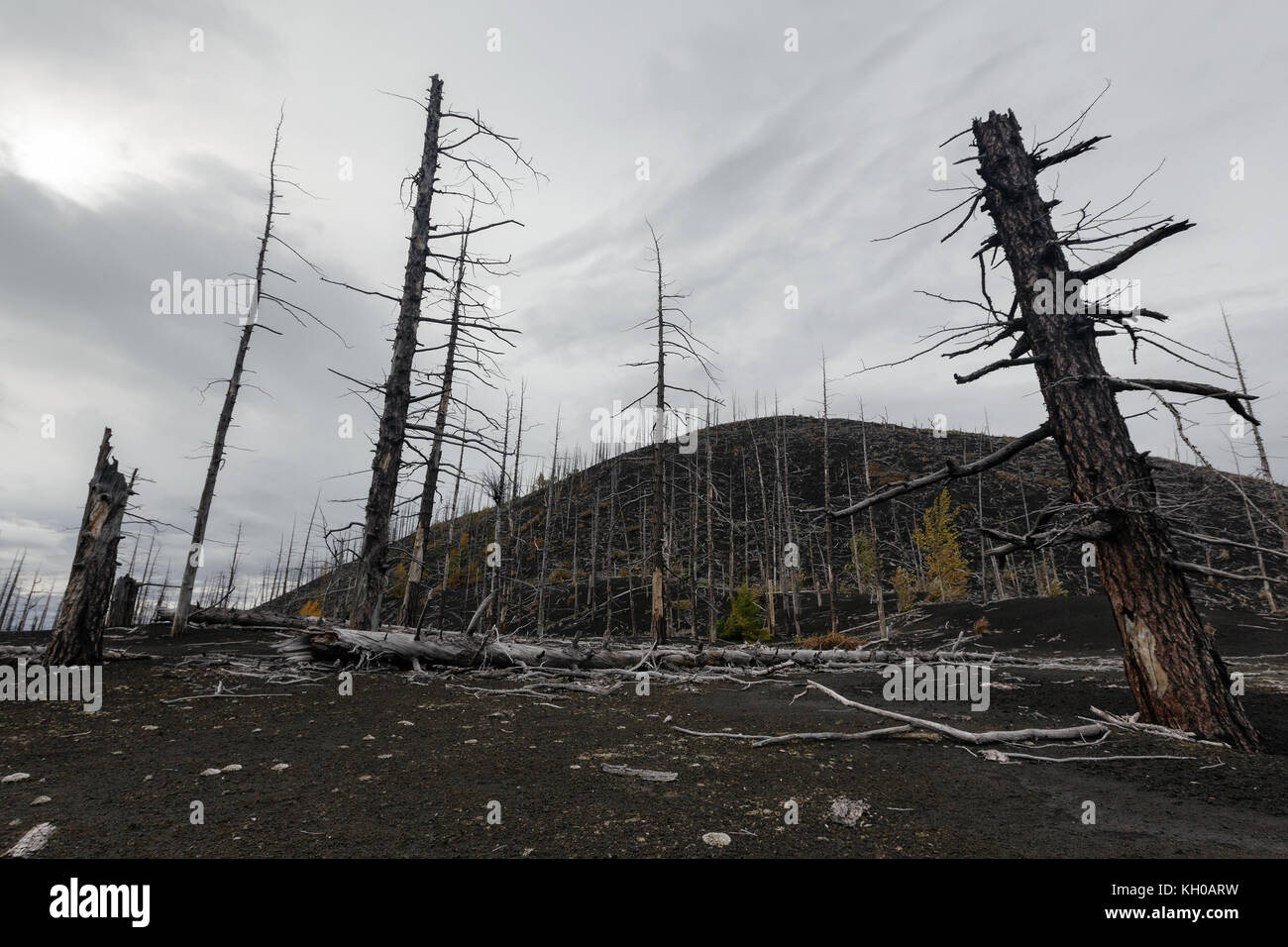 Kamchatka Peninsula volcanic landscape: burnt trees (larch) on volcanic ...