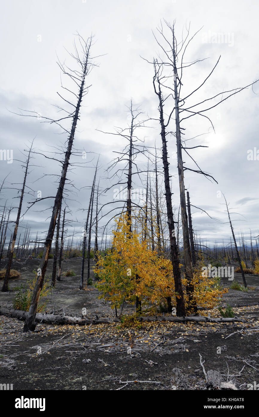 Kamchatka Peninsula volcano landscape: burnt tree on volcanic slag, ash ...