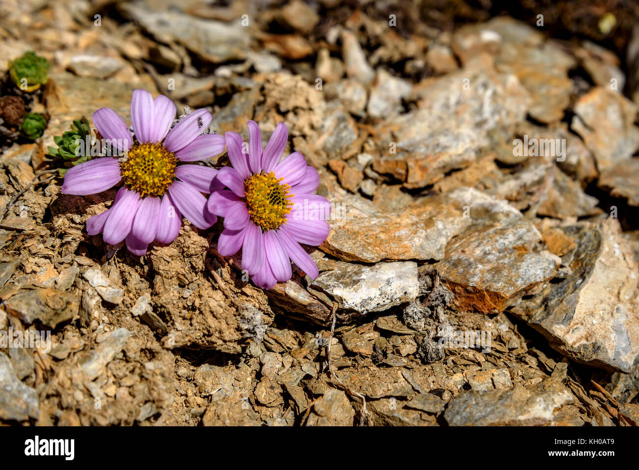 Beautiful natural background with delicate pink flowers daisies growing ...