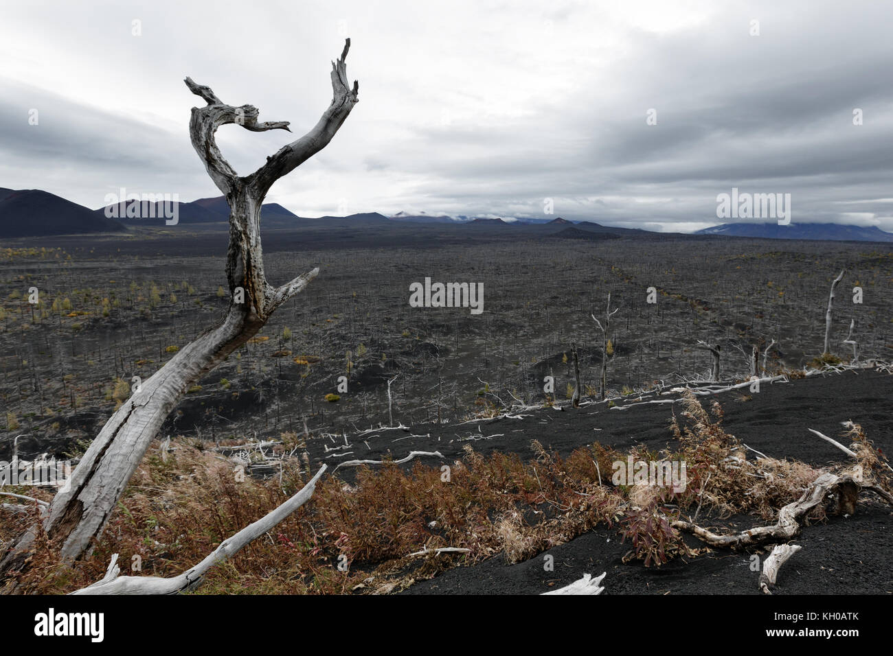 Kamchatka Peninsula volcano landscape: burnt trees (larch) on volcanic ...