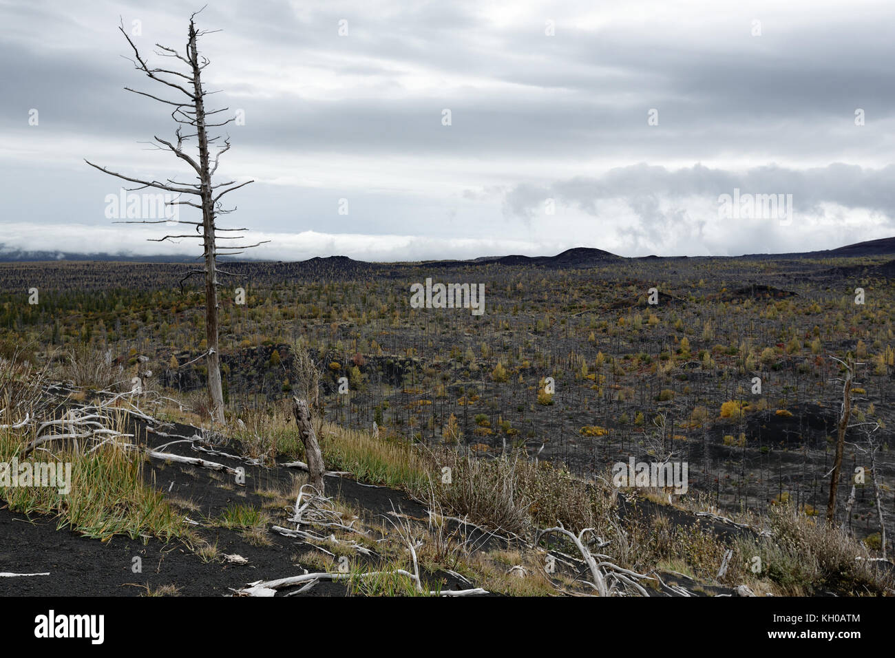 Volcano landscape: Dead Forest (Dead Wood) on Kamchatka Peninsula ...