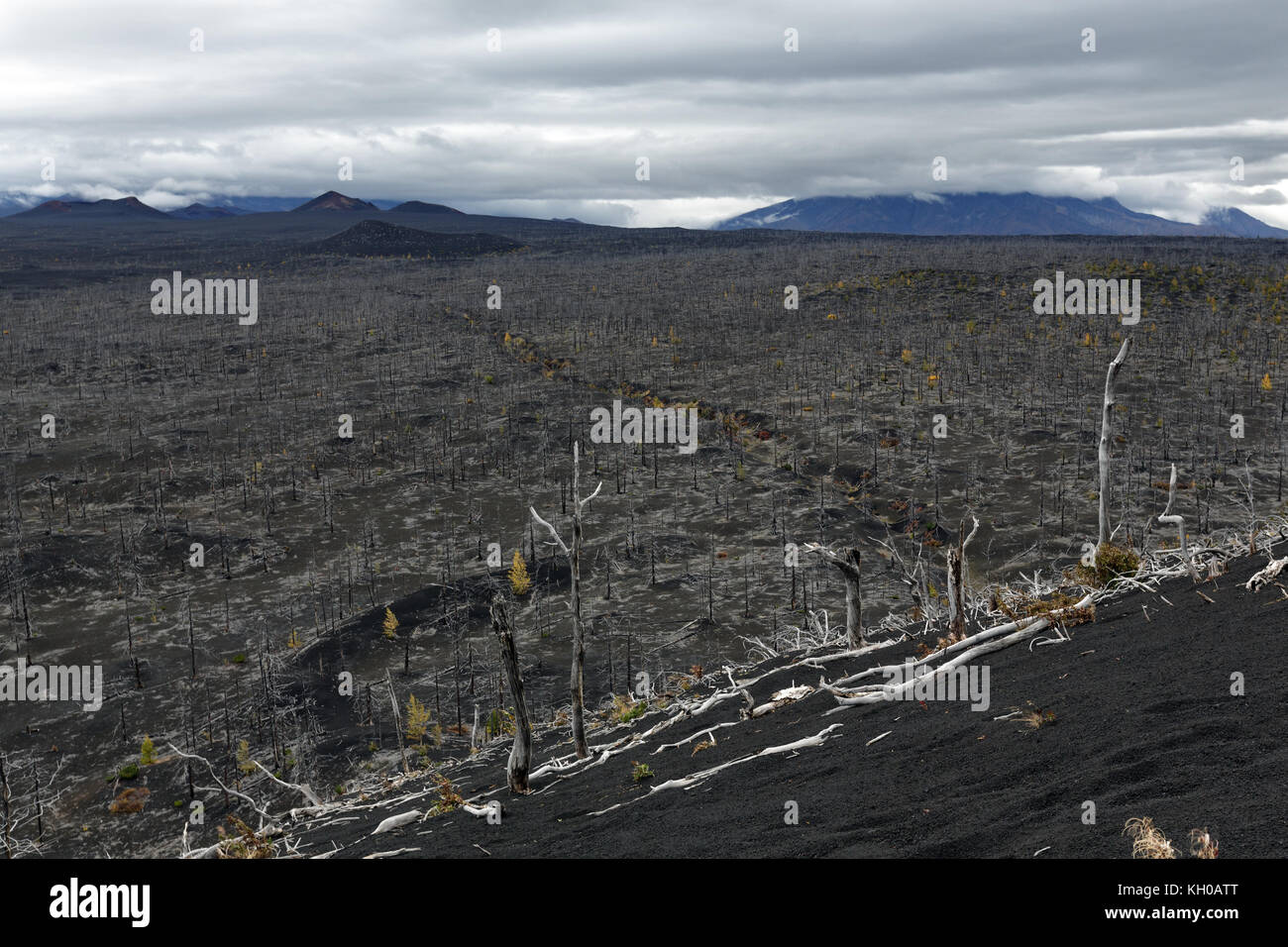 Volcanic landscape: Dead Forest (Dead Wood) on Kamchatka Peninsula ...