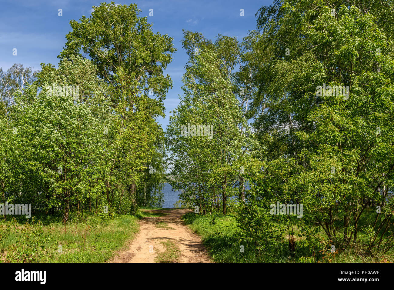 Beautiful landscape with a long thin birch trees with green leaves in a ...