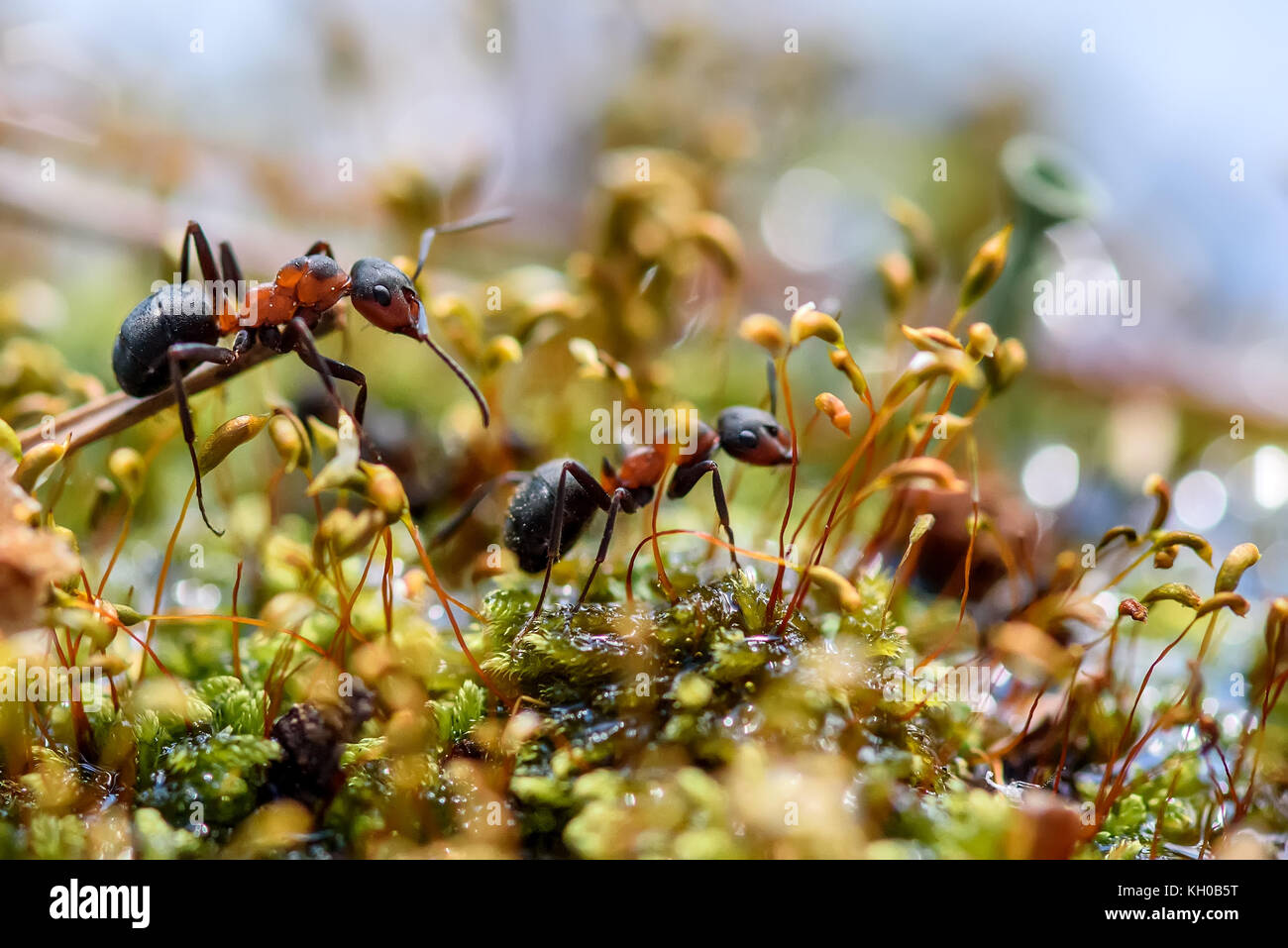 Natural animal background with red ant closeup in a moss near water ...
