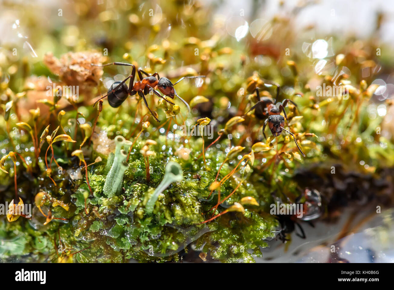 Natural animal background with red ant closeup in a moss near water ...