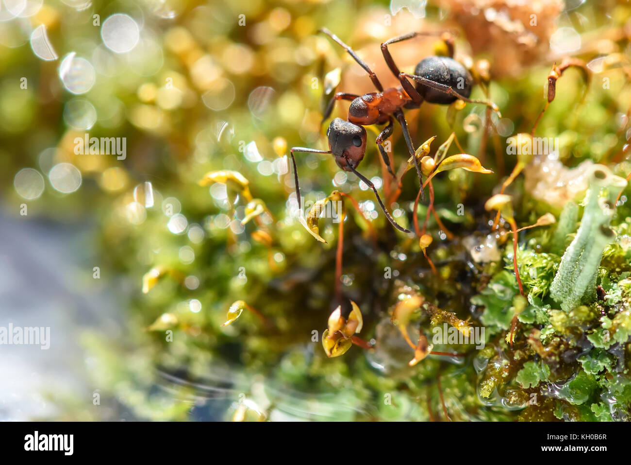 Natural animal background with red ant closeup in a moss near water ...