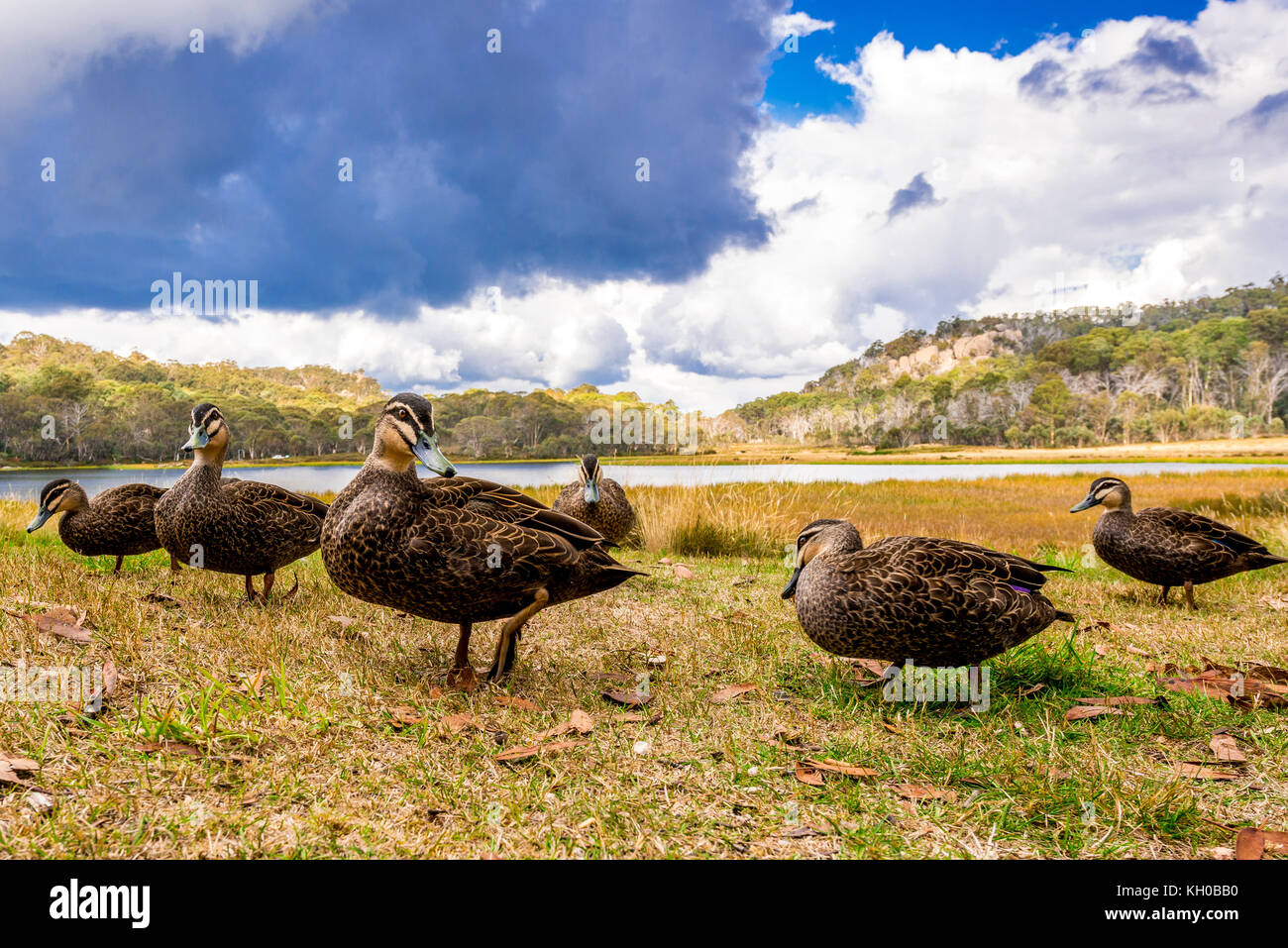 Ducks at the picnic area at Lake Catania in Mount Buffalo, Victoria ...
