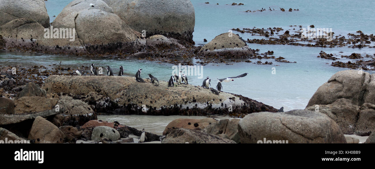 Where Atlantic and Indian oceans meet, jackass penguins, seagulls and ...