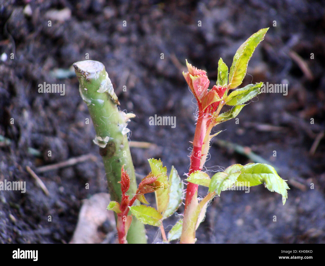 New leaves of grafted rose plants in flower bed soil close up macro ...