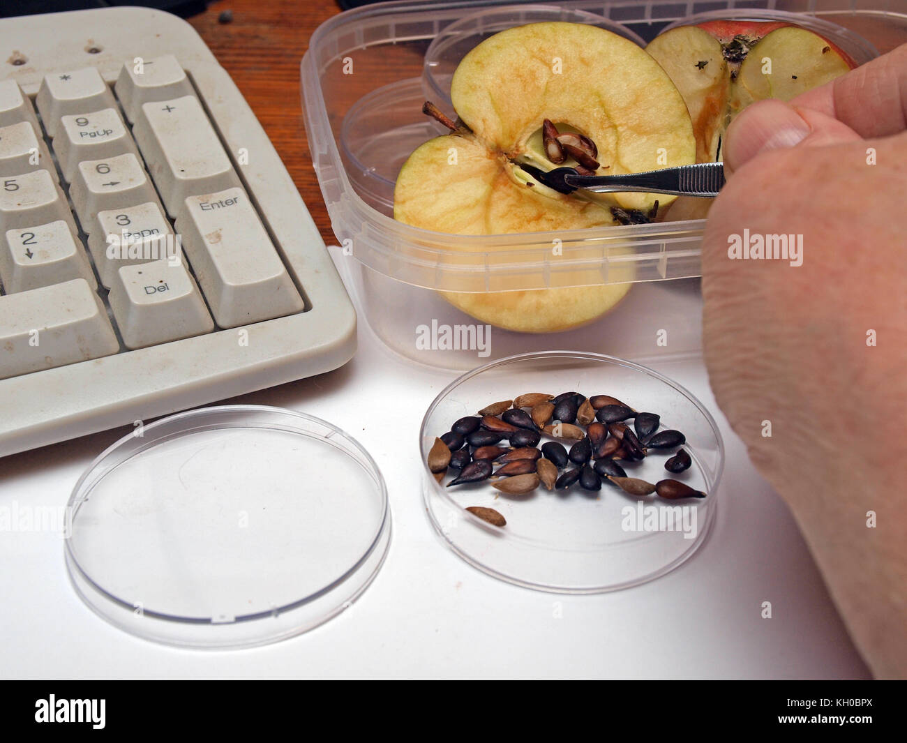 Select apples hi-res stock photography and images - Alamy